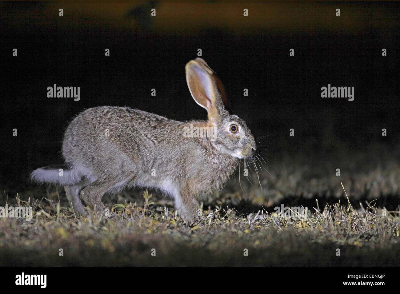 African rabbits High Resolution Stock Photography and Images - Alamy