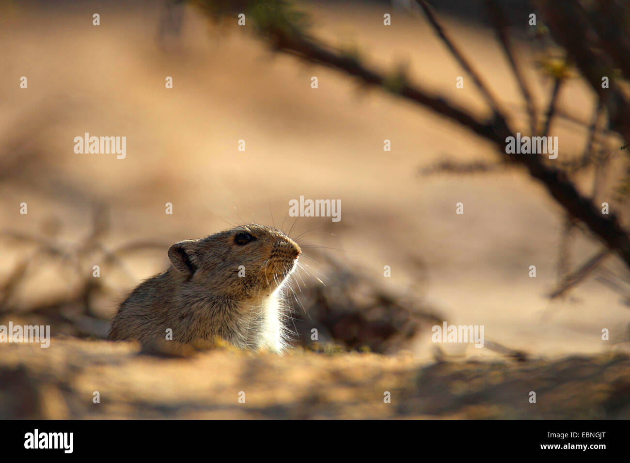 Whistling rat hi-res stock photography and images - Alamy