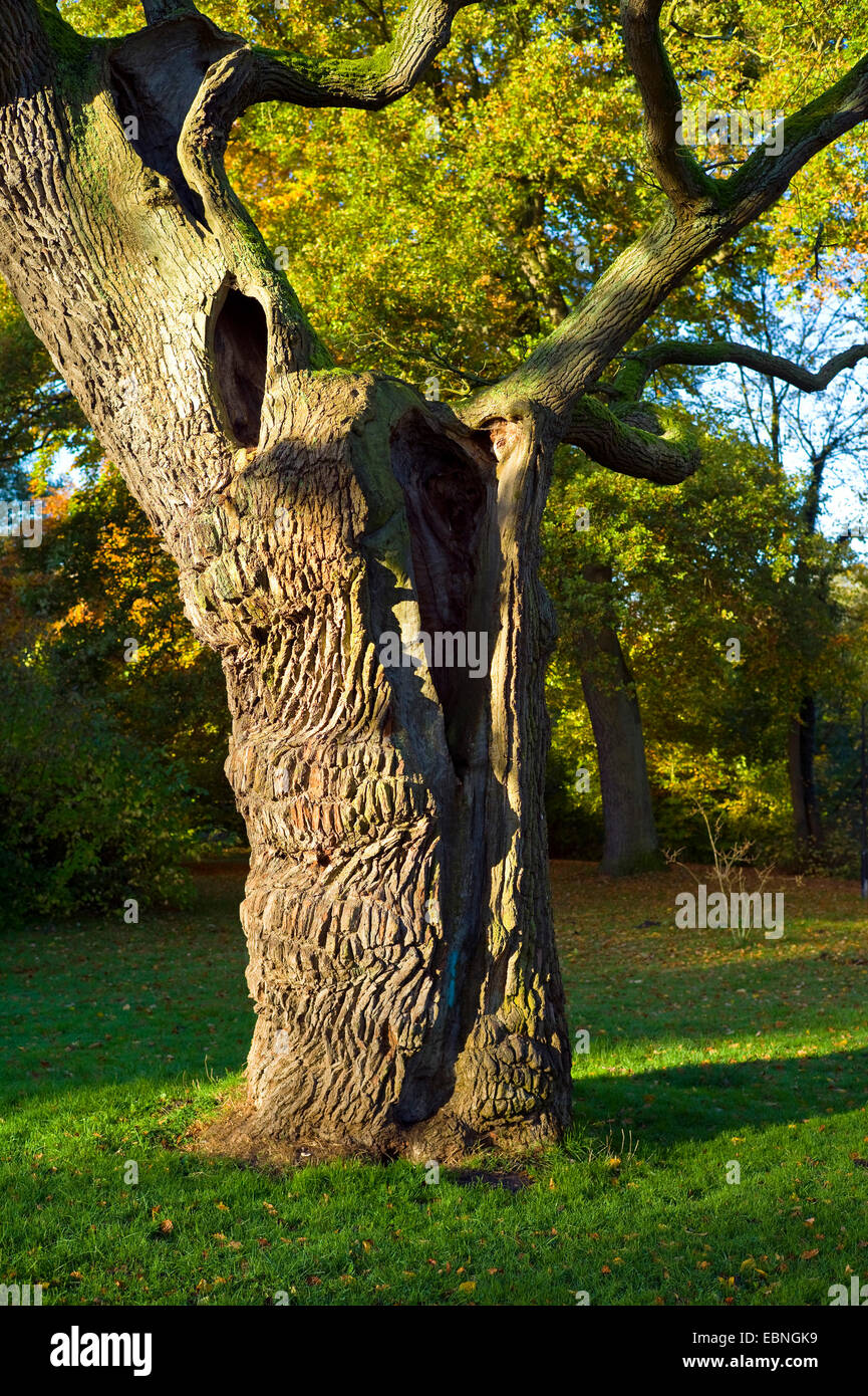 Dead standing oak trees hi-res stock photography and images - Alamy