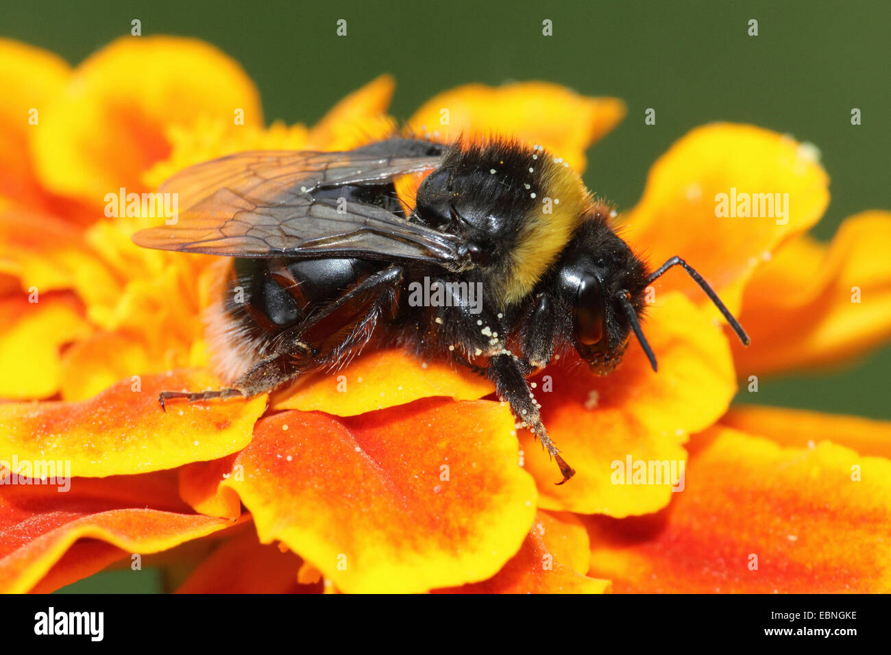 buff-tailed bumble bee (Bombus terrestris), on a flower, Germany Stock ...