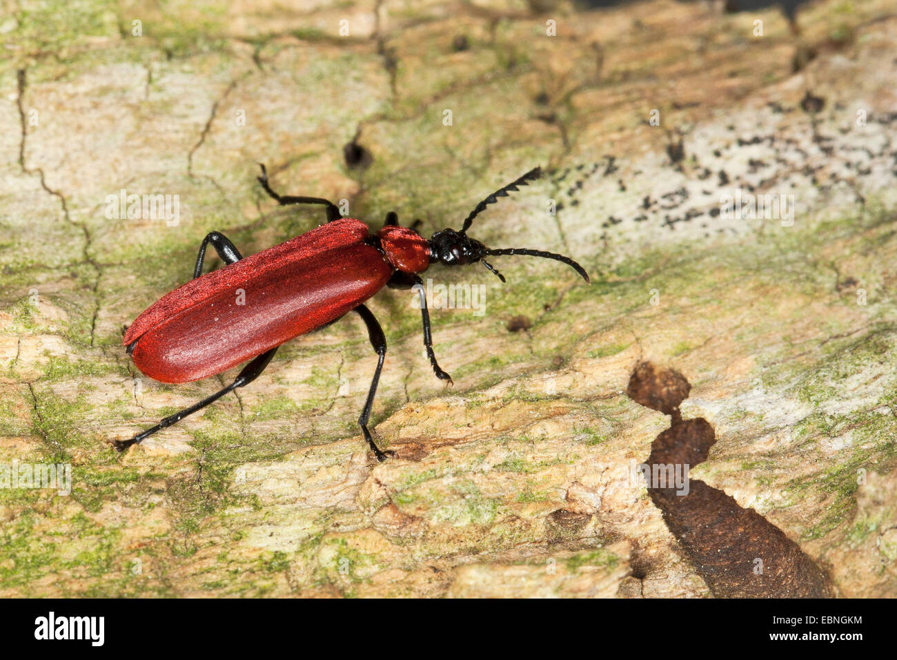 Cardinal fire hi-res stock photography and images - Alamy