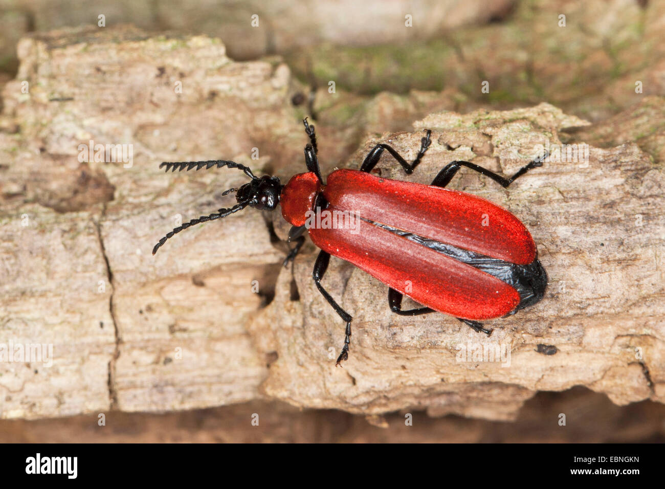 Fire Colored Beetle Stock Photos & Fire Colored Beetle Stock Images - Alamy