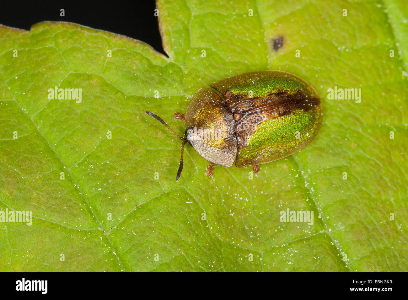 Tortoise beetle hi-res stock photography and images - Alamy