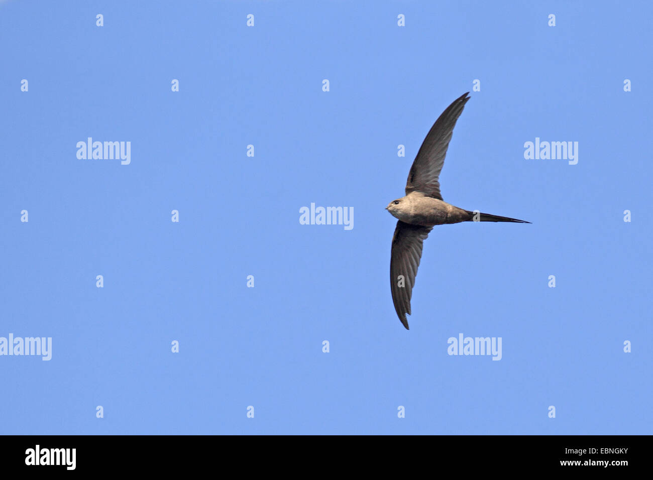 African palm swift hi-res stock photography and images - Alamy