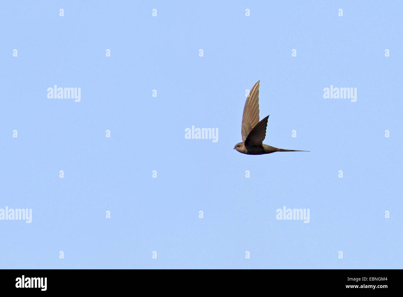 Swift Bird High Resolution Stock Photography and Images - Alamy