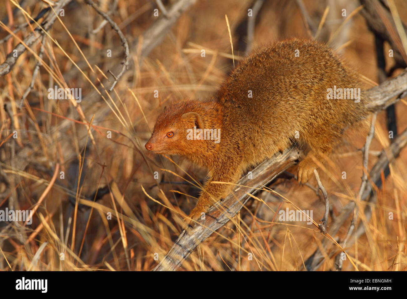 slender mongoose (Galerella sanguinea), sits on a stem in the morning ...
