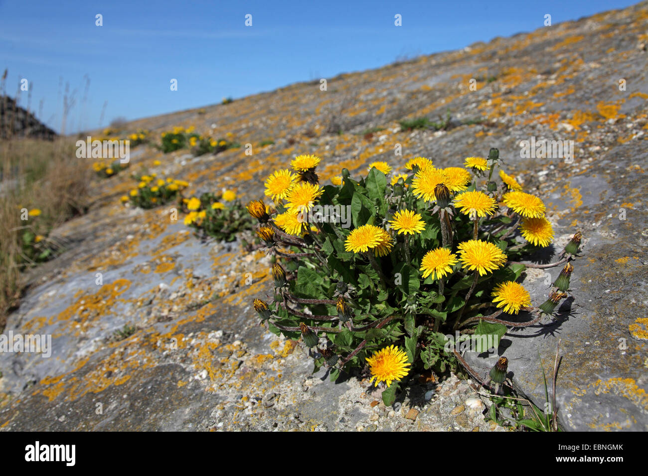 common dandelion (Taraxacum officinale), flowering plant on a dike ...