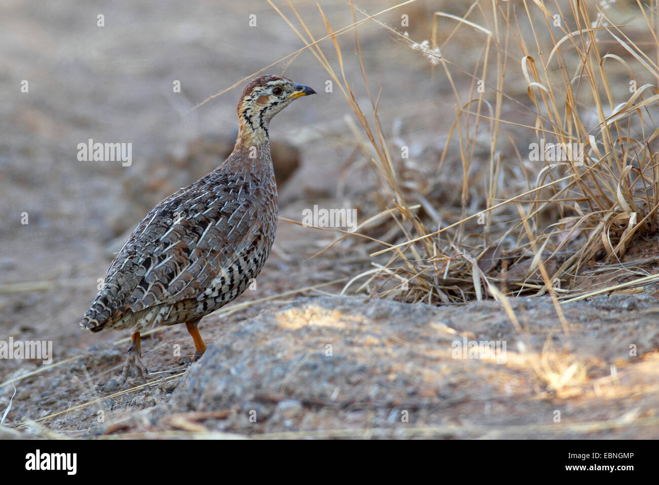 Shelley's francolin (Francolinus shelleyi), stands on the ground, South ...