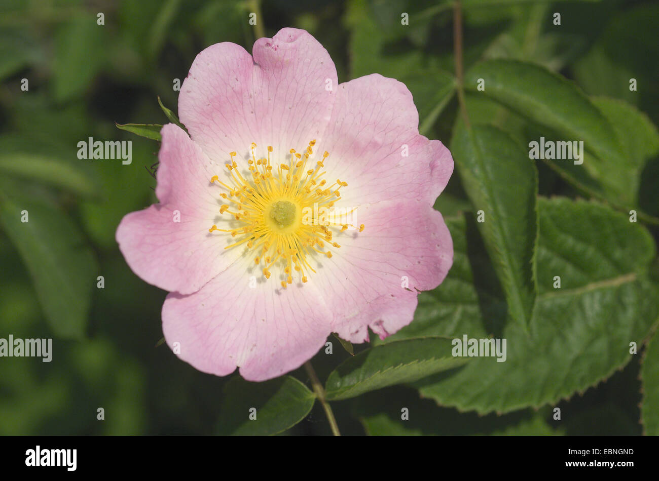 dog rose (Rosa canina), flower Stock Photo - Alamy