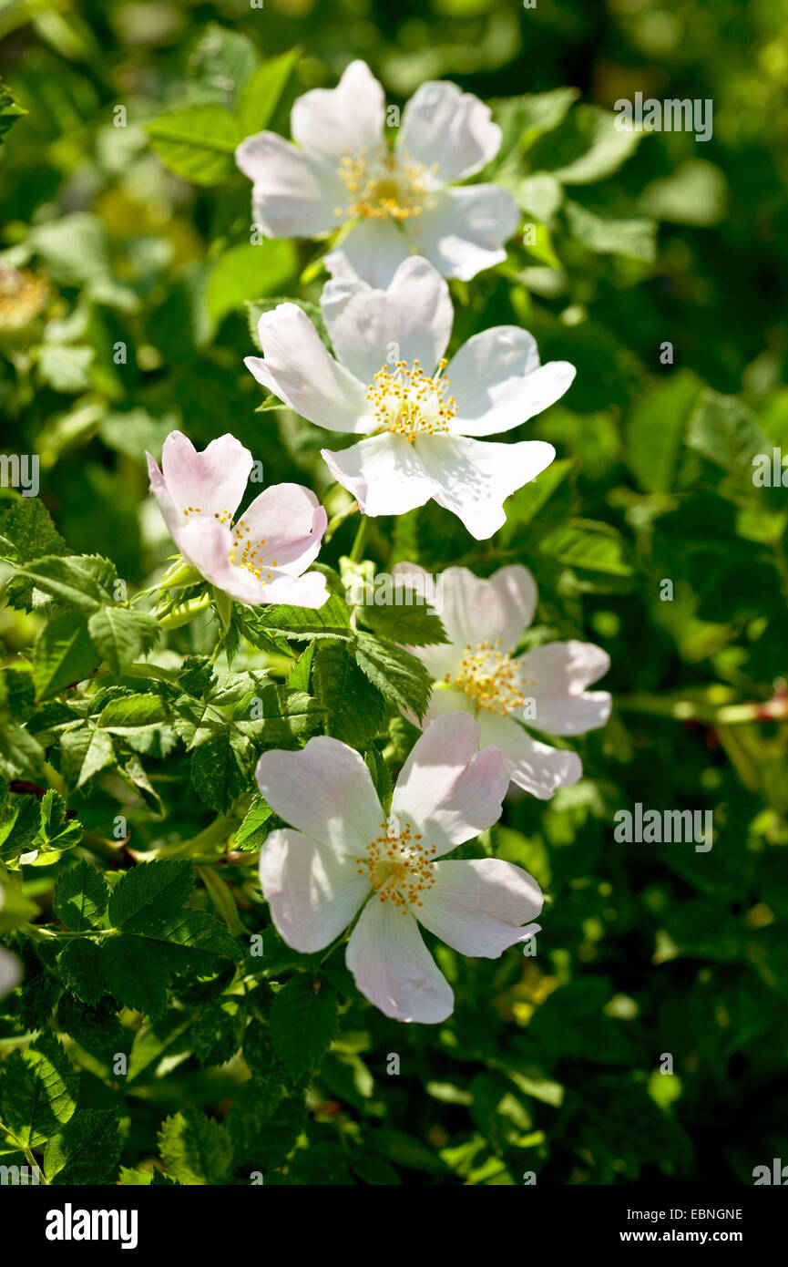dog rose (Rosa canina), blooming Stock Photo - Alamy
