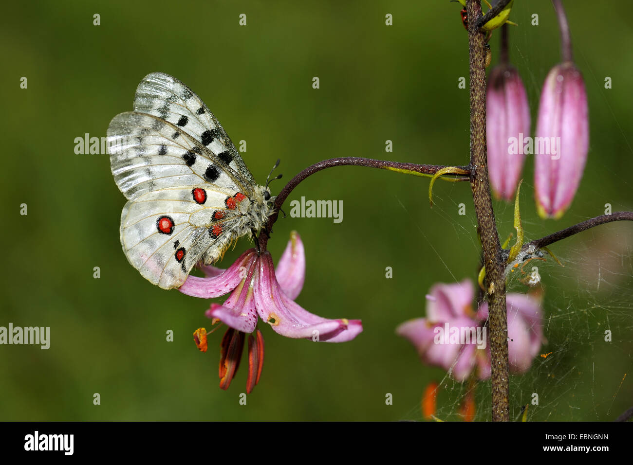 apollo (Parnassius apollo), resting on Turk's cap lily; Lilium martagon ...