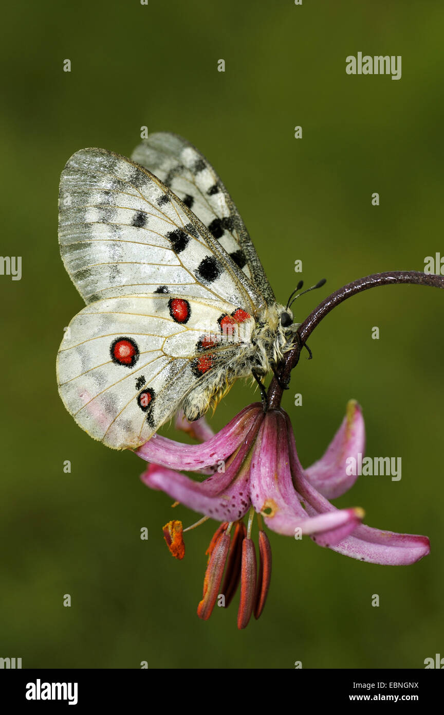 Lilium apollo hi-res stock photography and images - Alamy