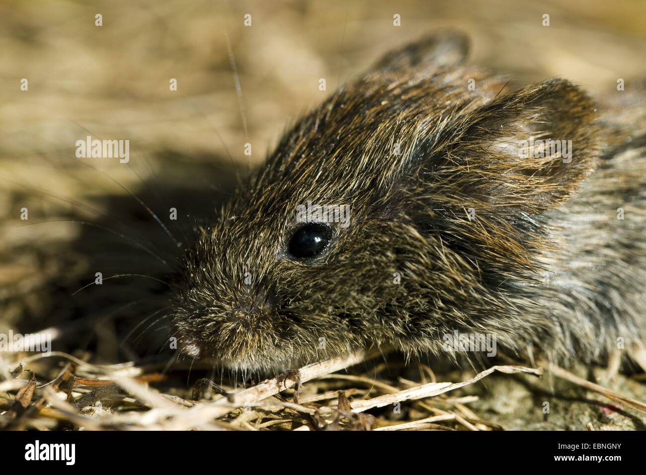 bank vole (Clethrionomys spec, Myodes spec.), portrait, Norway Stock ...
