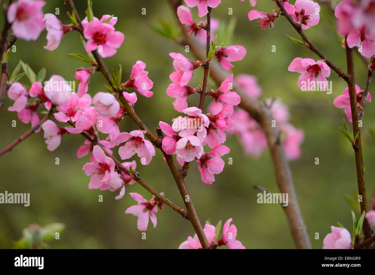 Peach flowering branch hi-res stock photography and images - Alamy