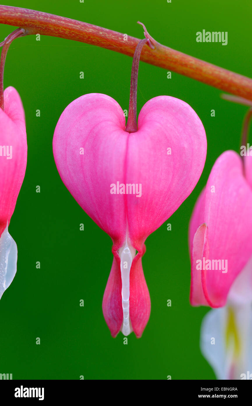 common bleeding heart (Dicentra spectabilis), single flower Stock Photo ...