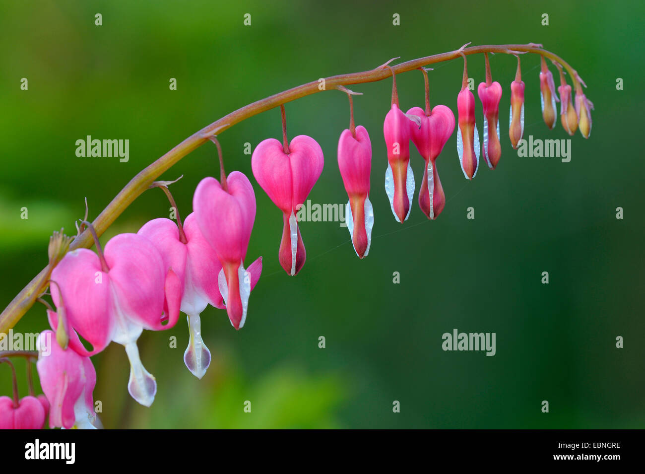 common bleeding heart (Dicentra spectabilis), inflorescence Stock Photo ...