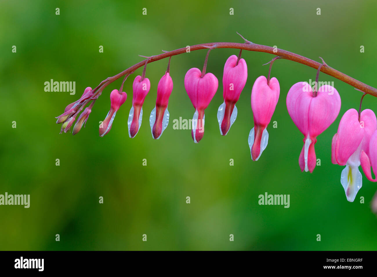 common bleeding heart (Dicentra spectabilis), inflorescence Stock Photo ...