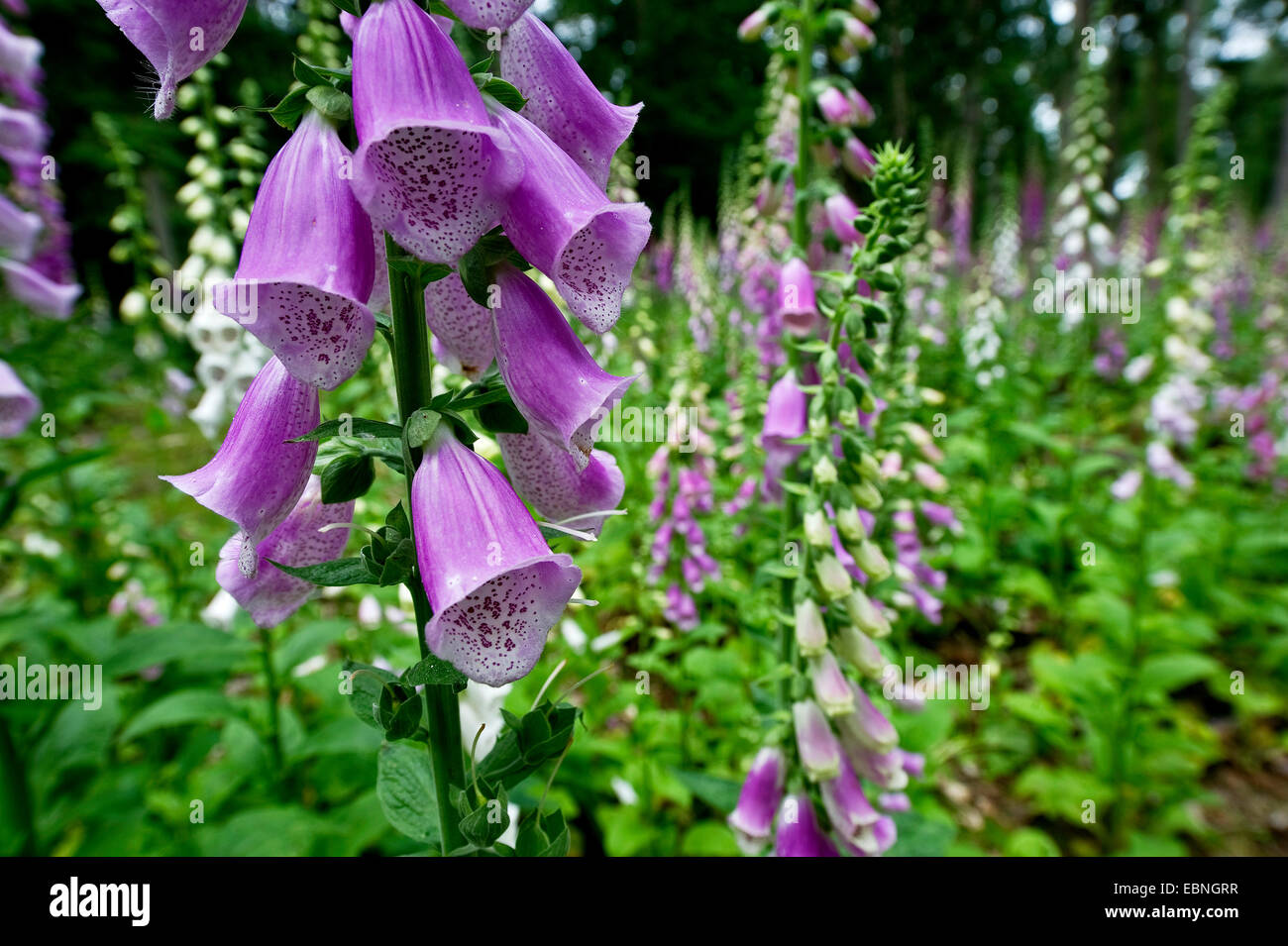 Foxglove plant on blossom hi-res stock photography and images - Alamy