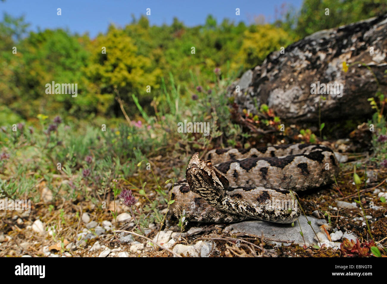 Vipera ammodytes meridionalis hi-res stock photography and images - Alamy