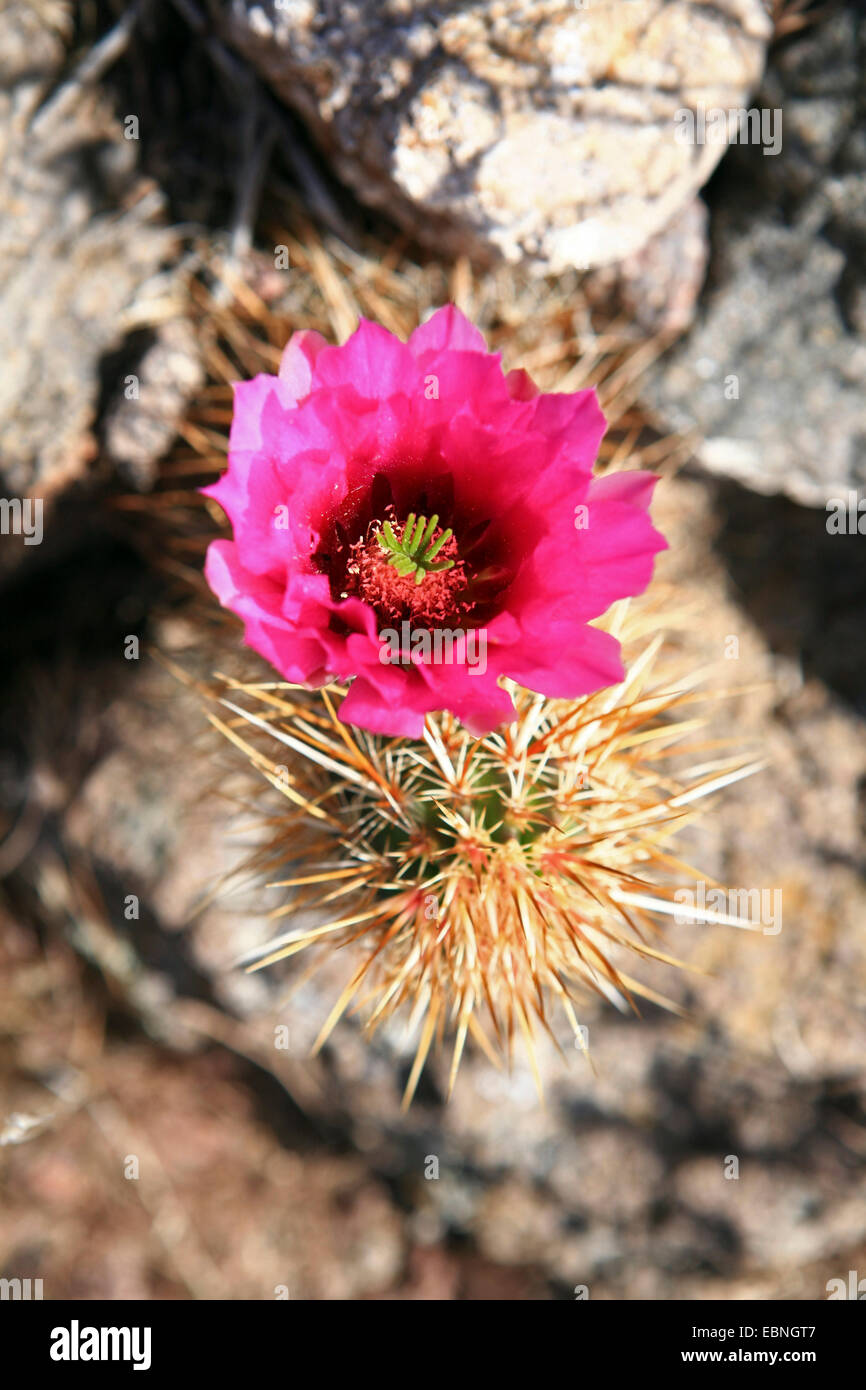 Calico Cactus, Dagger-Spine Hedgehog, Engelmann s Hedgehog, Indian ...