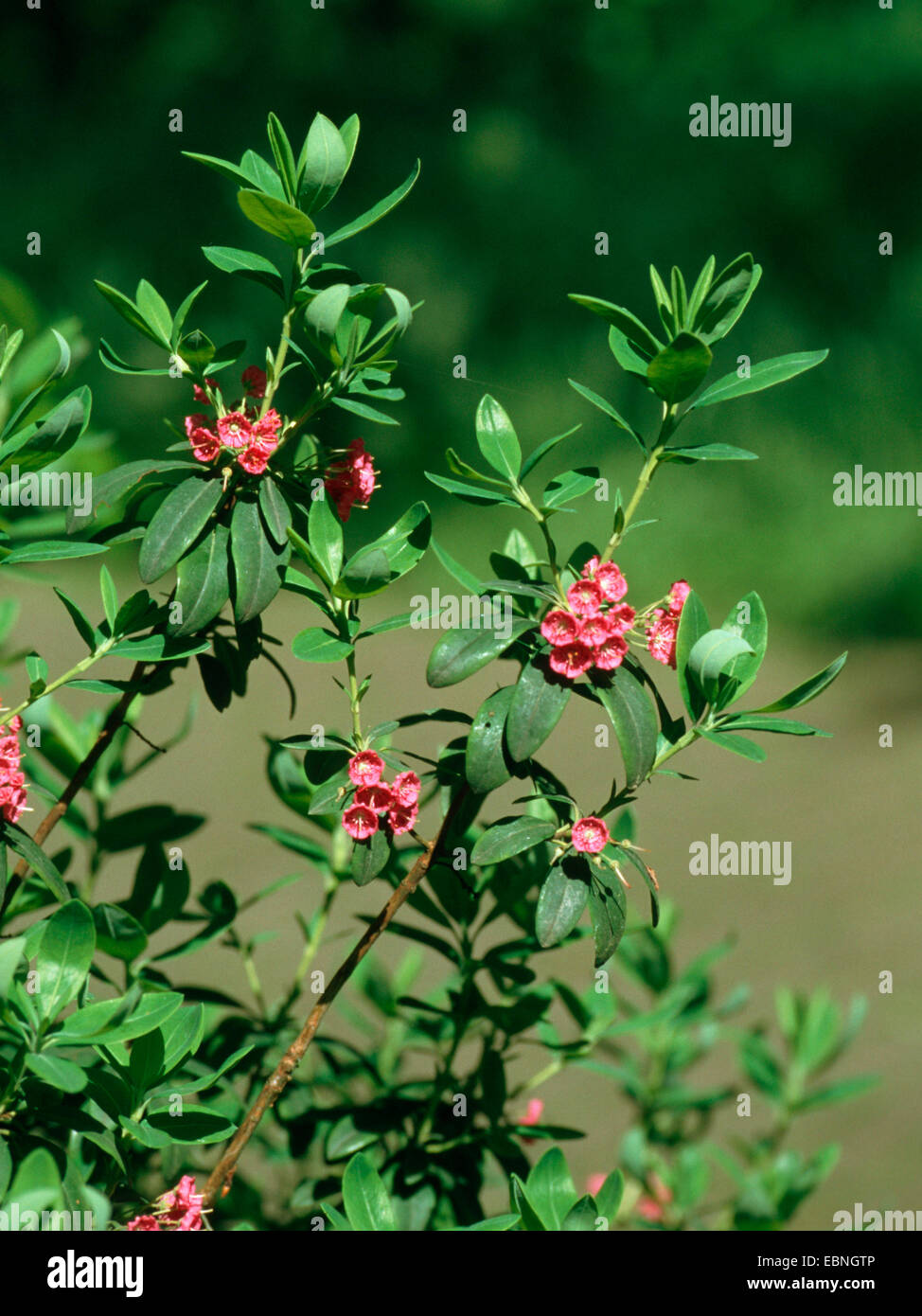 sheep-laurel (Kalmia angustifolia), blooming Stock Photo - Alamy