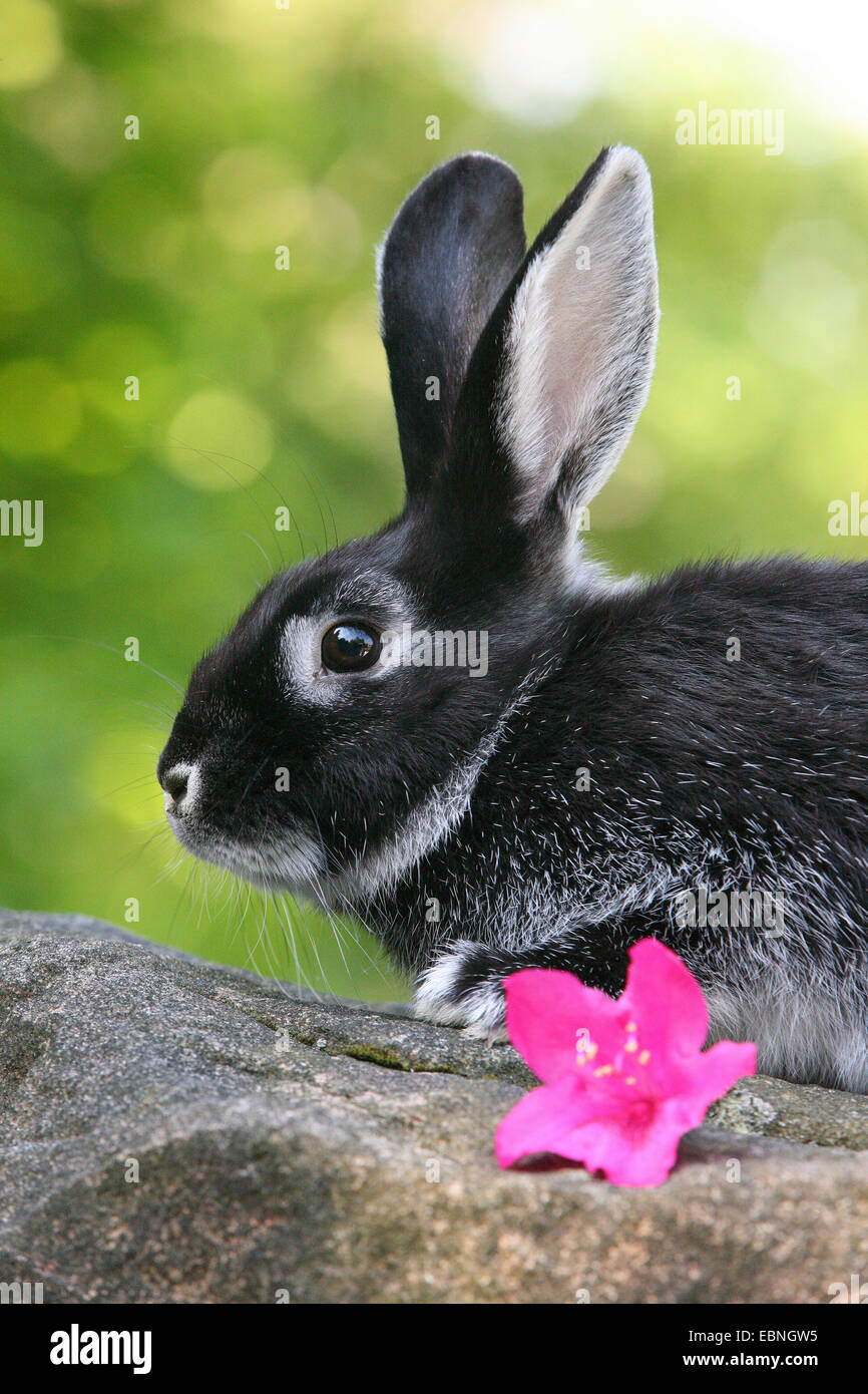 Black rabbit and white rabbits hi-res stock photography and images - Alamy