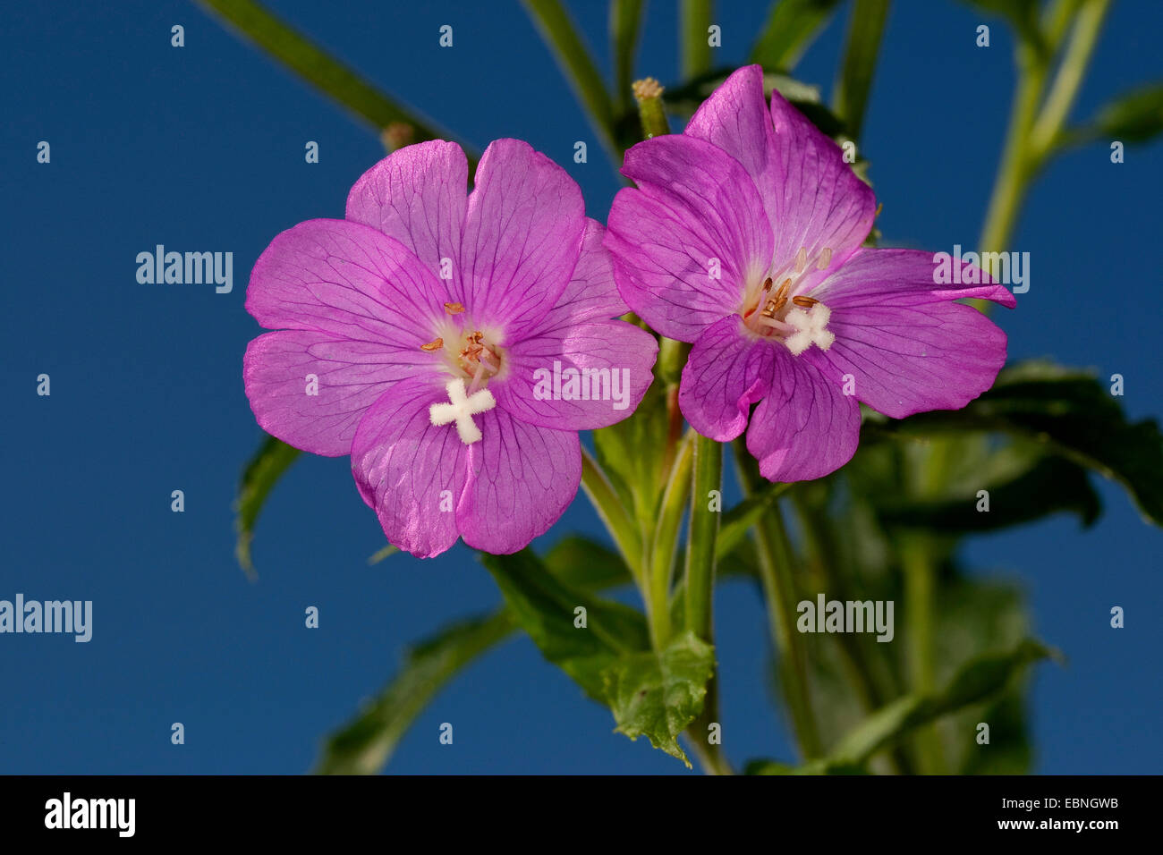 Fiddle flower hi-res stock photography and images - Alamy