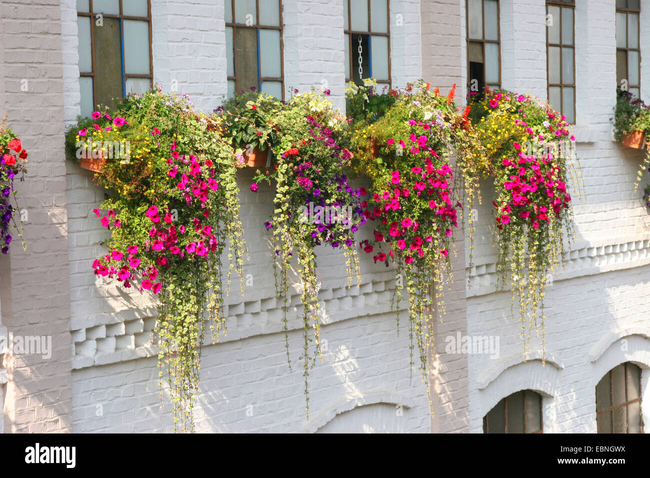 flower boxes with petunias and ivy at an old factory, Germany Stock ...