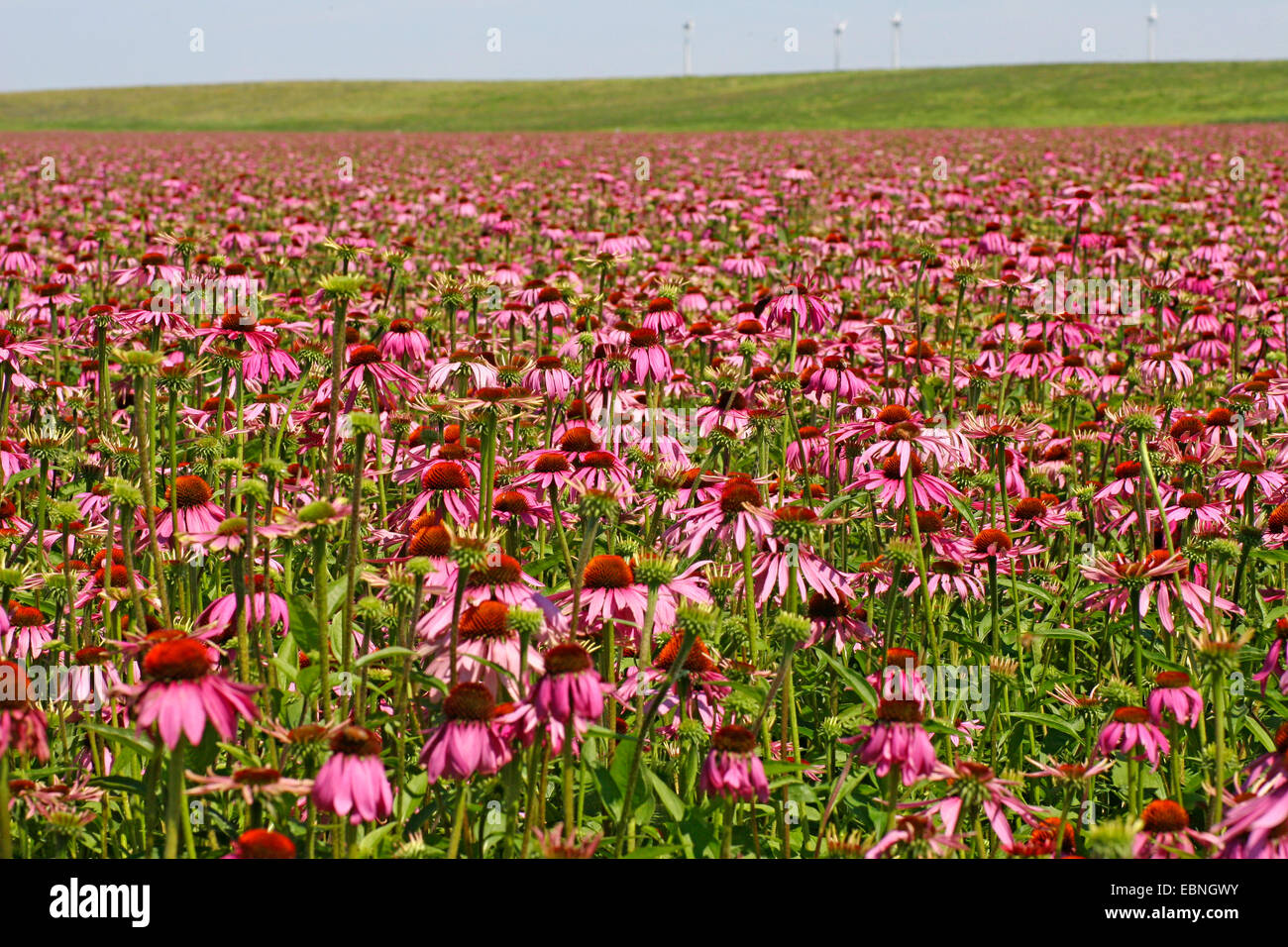eastern purple coneflower (Echinacea purpurea), field of purple ...