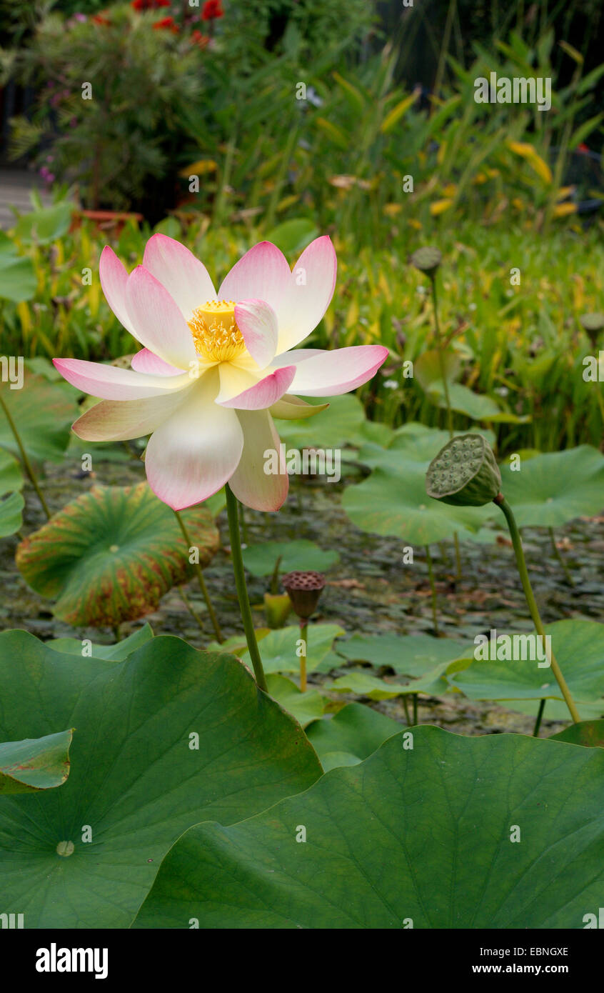 East Indian lotus (Nelumbo nucifera), blooming in a garden pond Stock ...