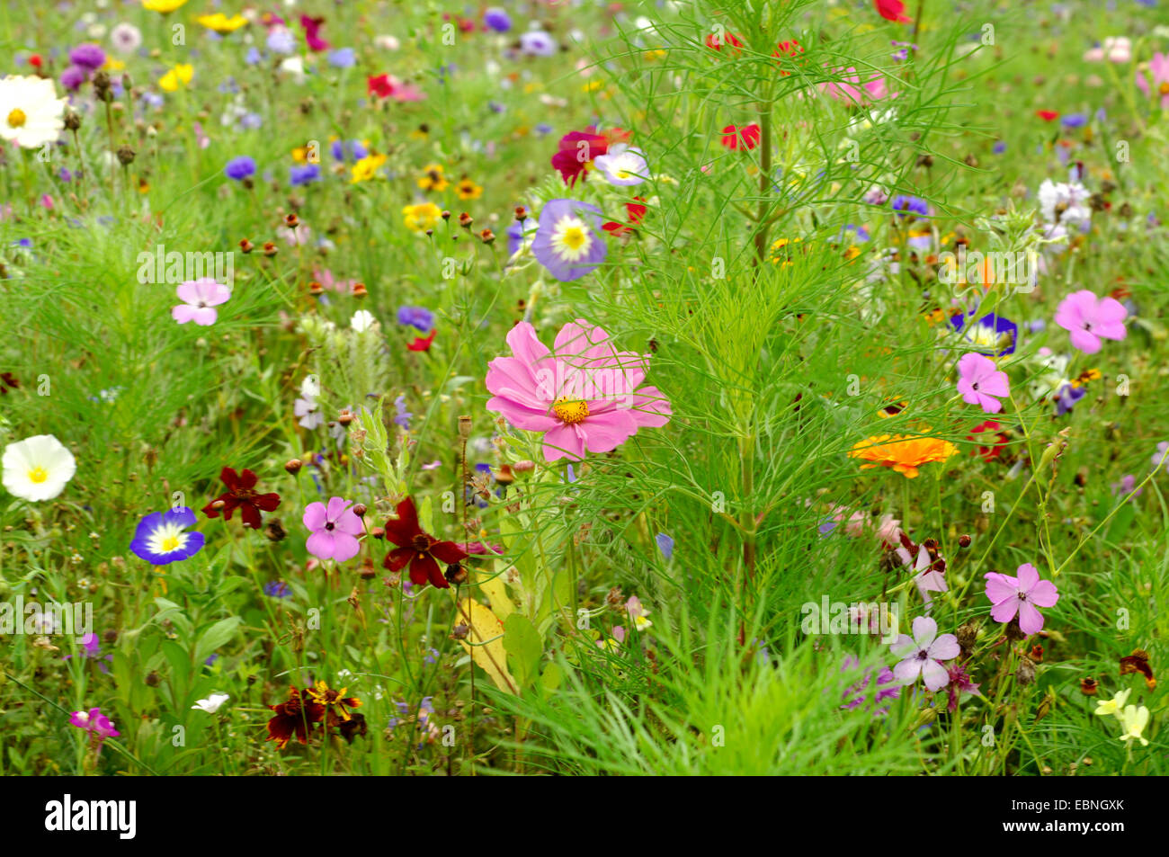 colourful flower meadow in a garden Stock Photo - Alamy