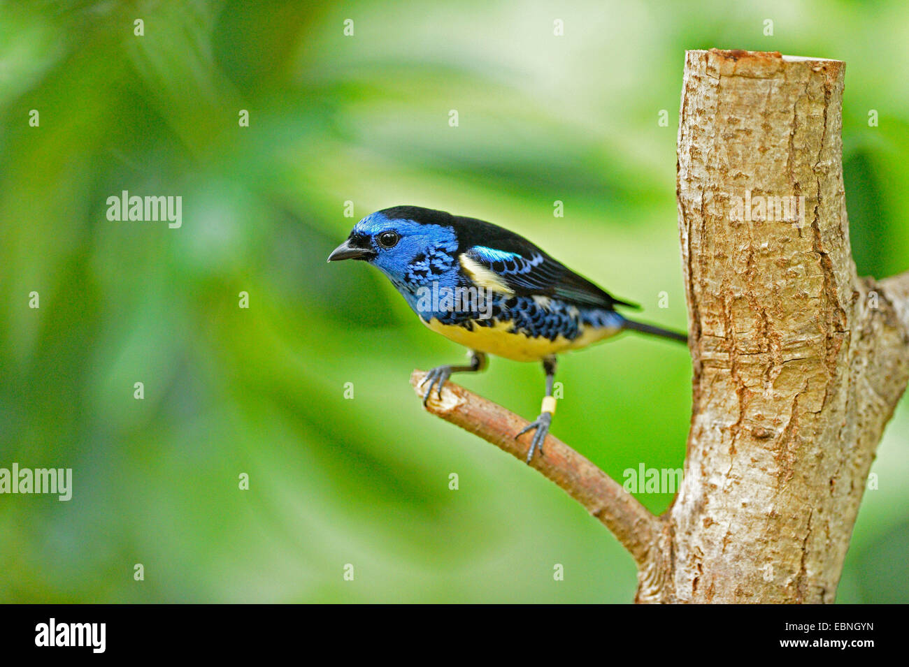 Turquoise tanager (Tangara mexicana), sitting on a branch Stock Photo ...