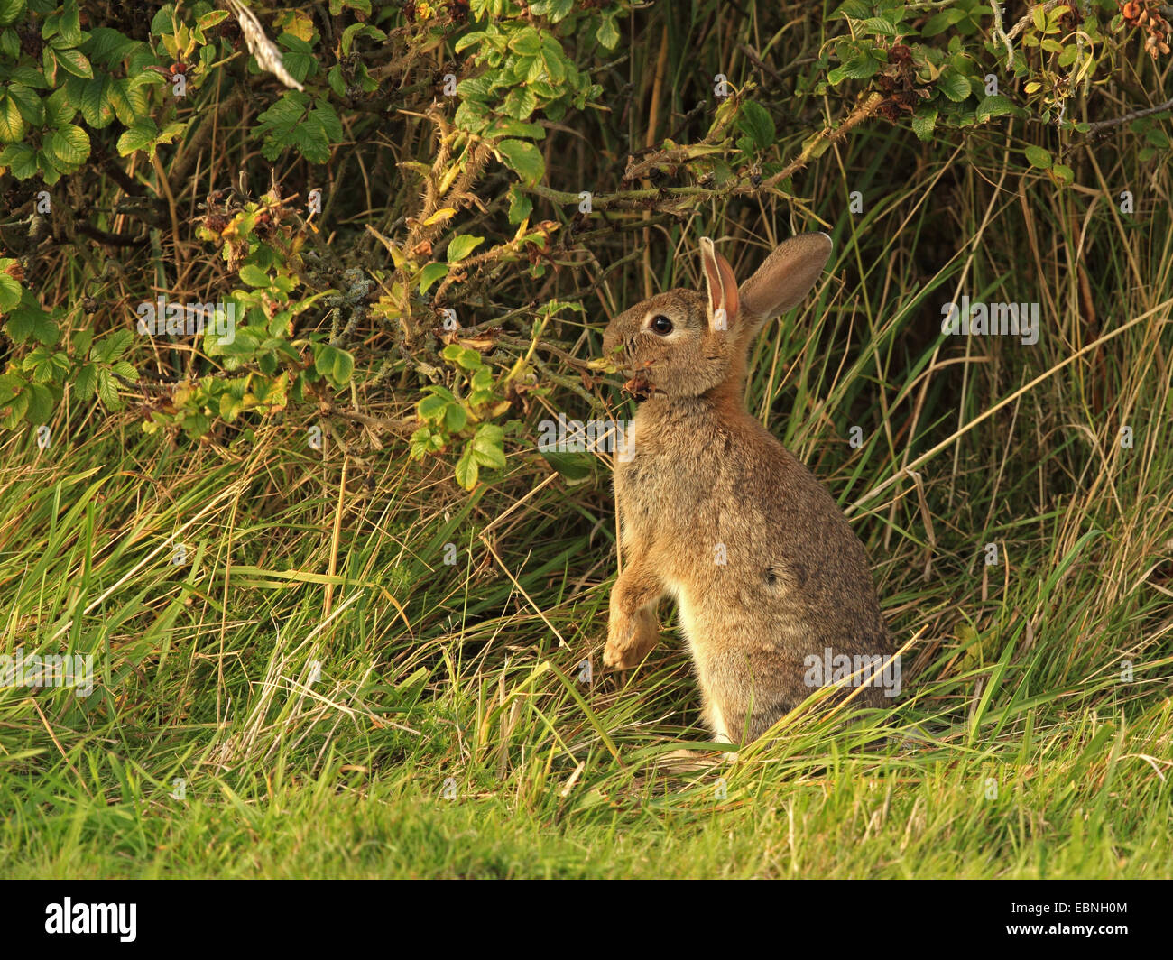 European rabbit (Oryctolagus cuniculus), standing erect at a rose bush ...