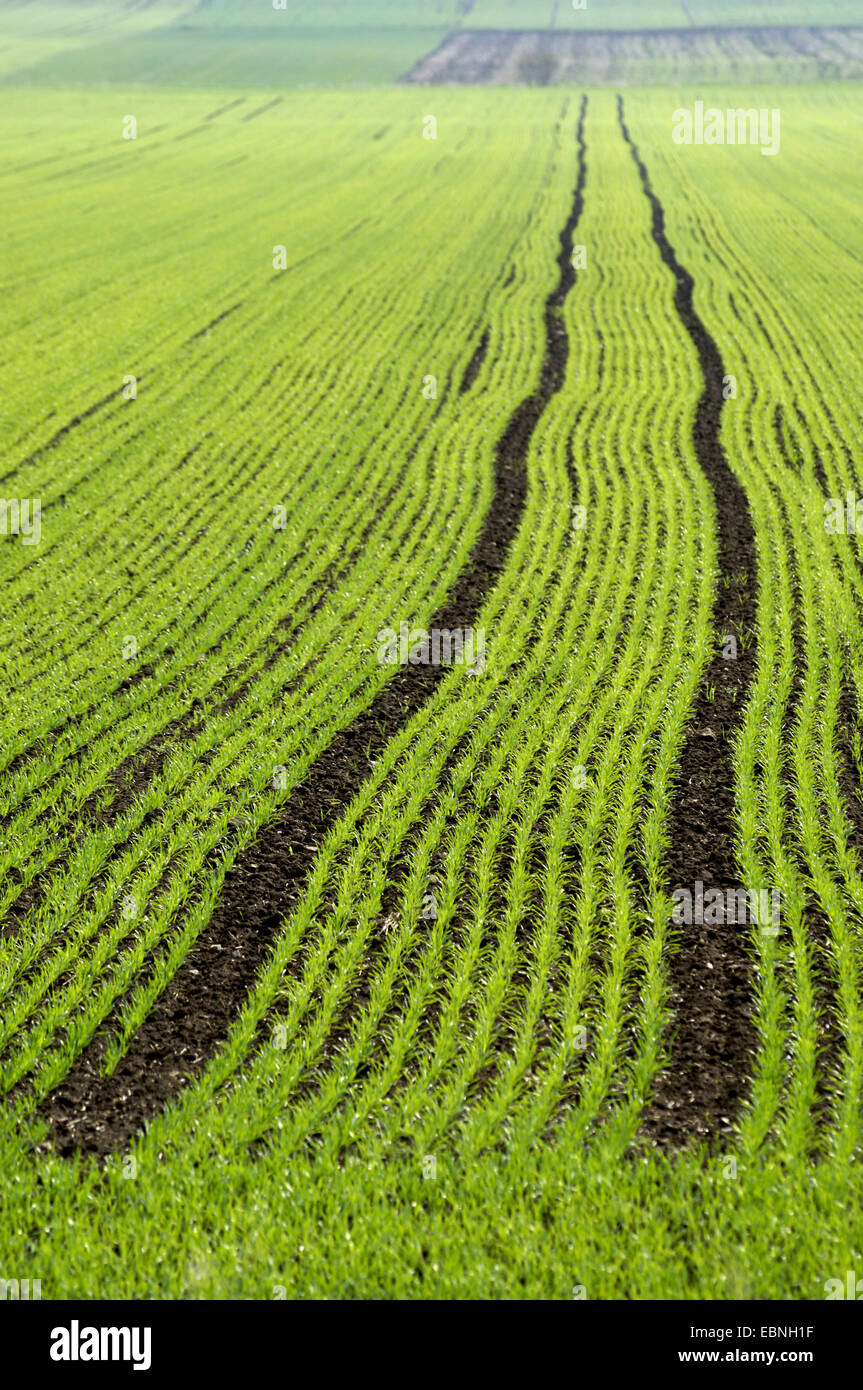 Field Green Furrows Agriculture High Resolution Stock Photography and ...
