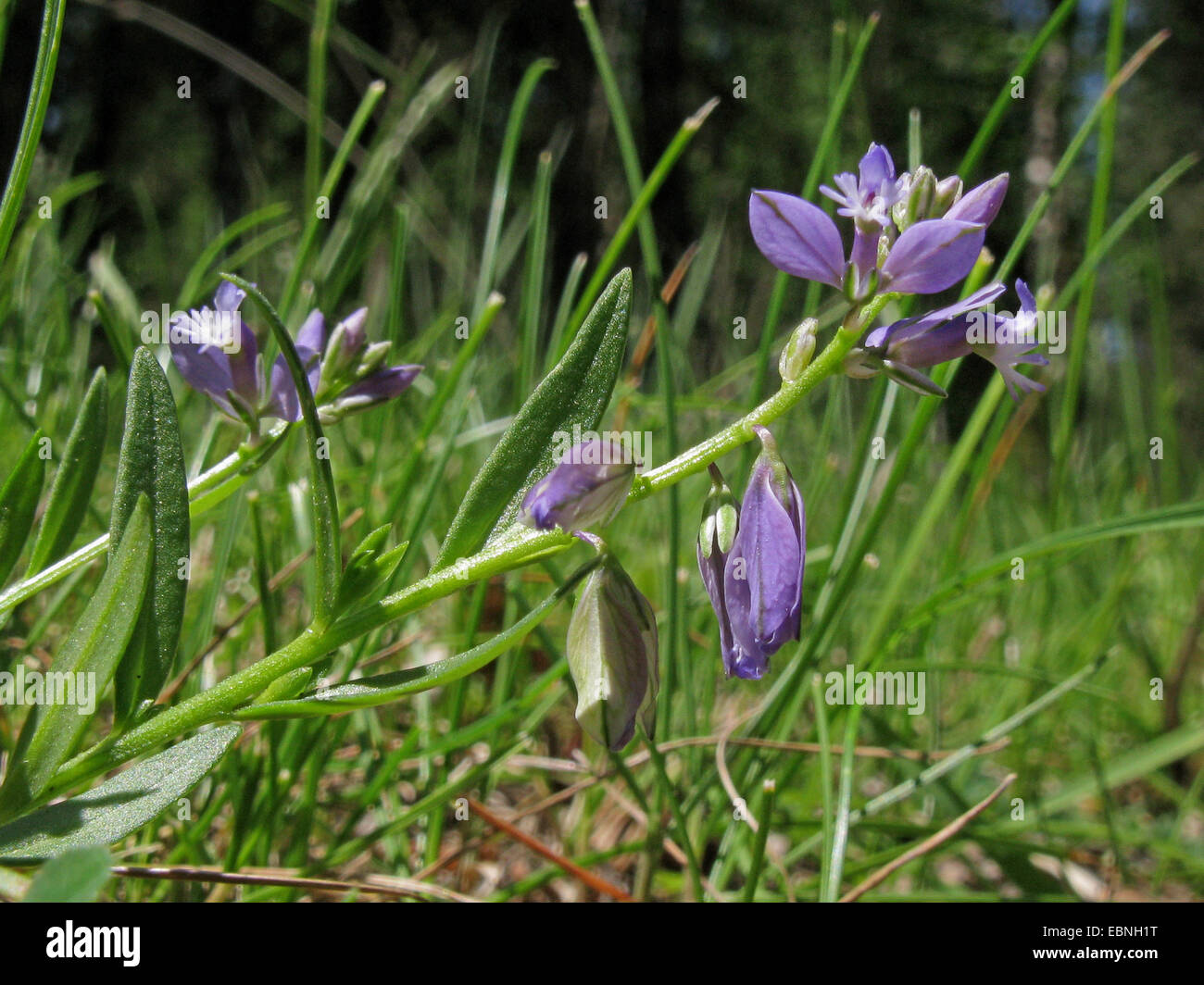 Common Milkwort Polygala Vulgaris High Resolution Stock Photography and ...