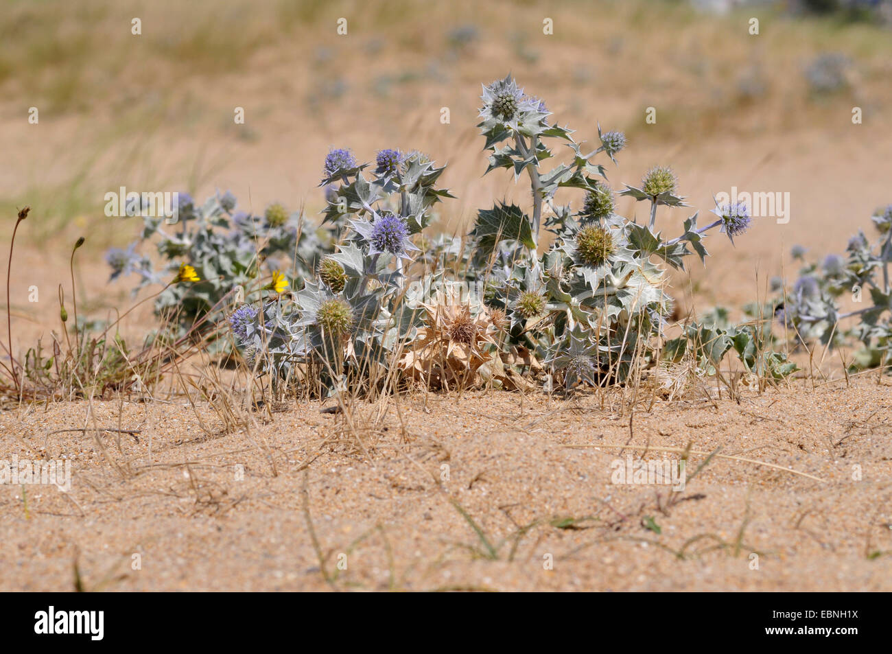Seaside coyote thistle eryngium hi-res stock photography and images - Alamy