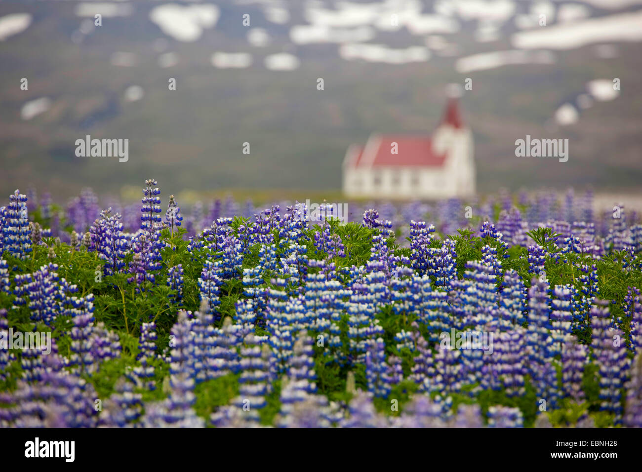 Nootka lupine, Alaska lupine (Lupinus nootkatensis), Ingjaldsholl ...