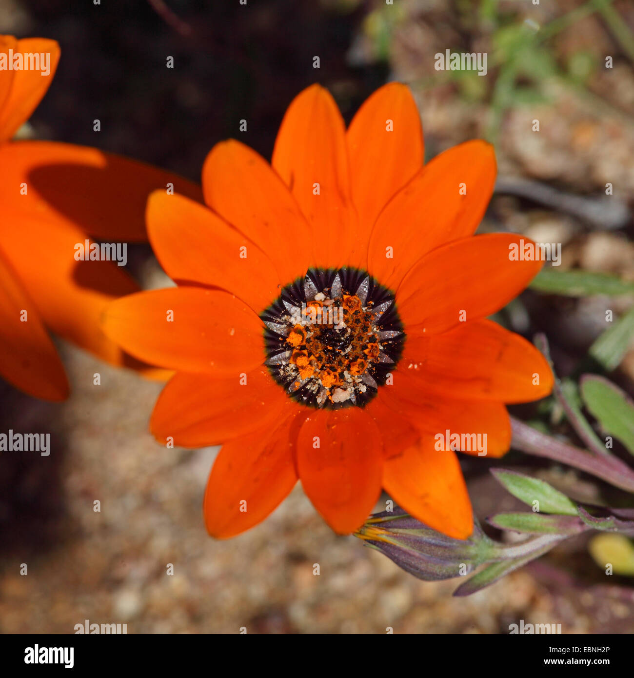 Namaqualand daisy, Cape marigold (Dimorphotheca sinuata), close up view ...