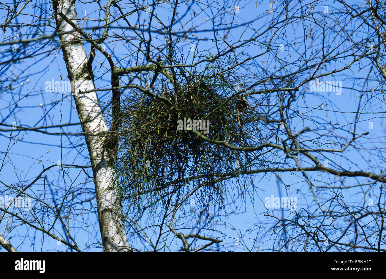 birch besom (Taphrina betulina), witch's broom on a birch, caused by a ...
