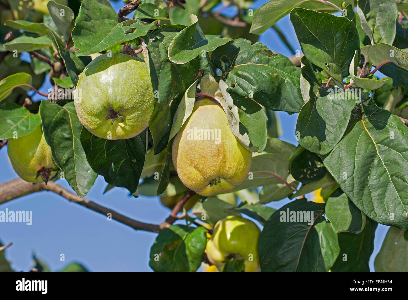 Quince (Cydonia oblonga), ripe fruits on a tree Stock Photo - Alamy