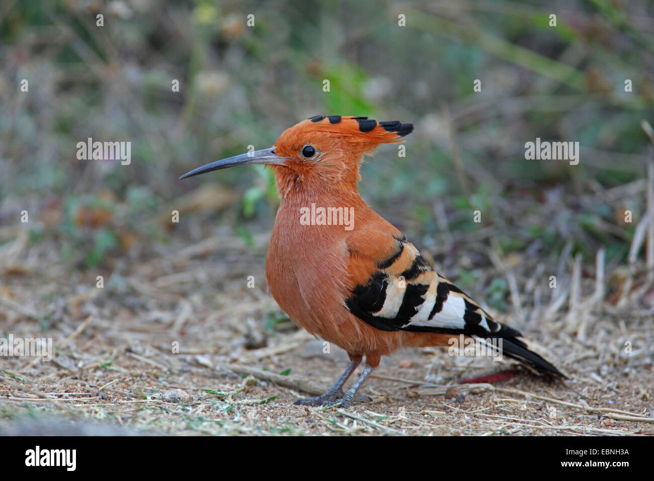 African hoopoe (Upupa africana), sitting on the ground, South Africa ...