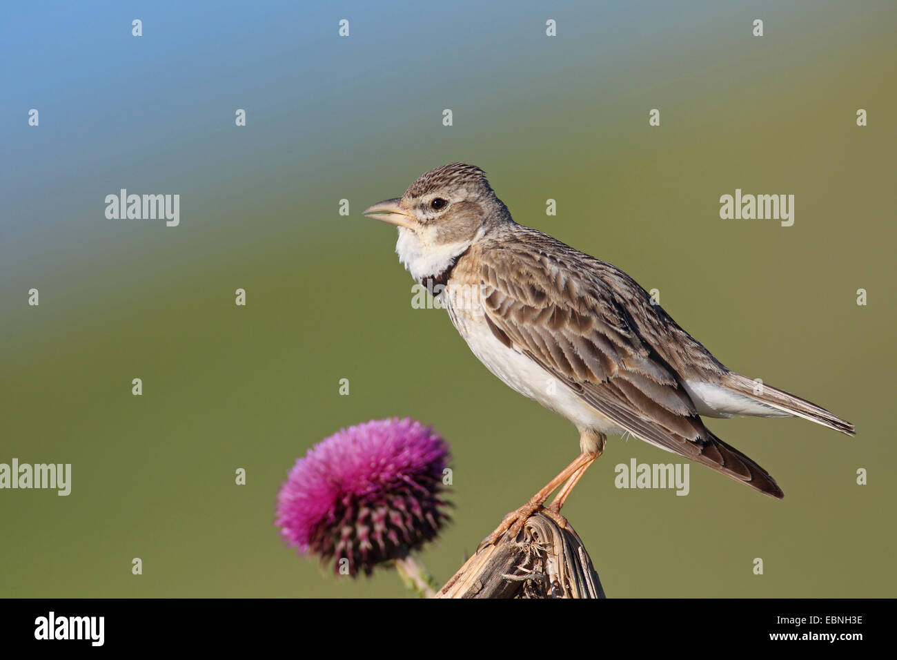 calandra lark (Melanocorypha calandra), male sitting on a branch ...