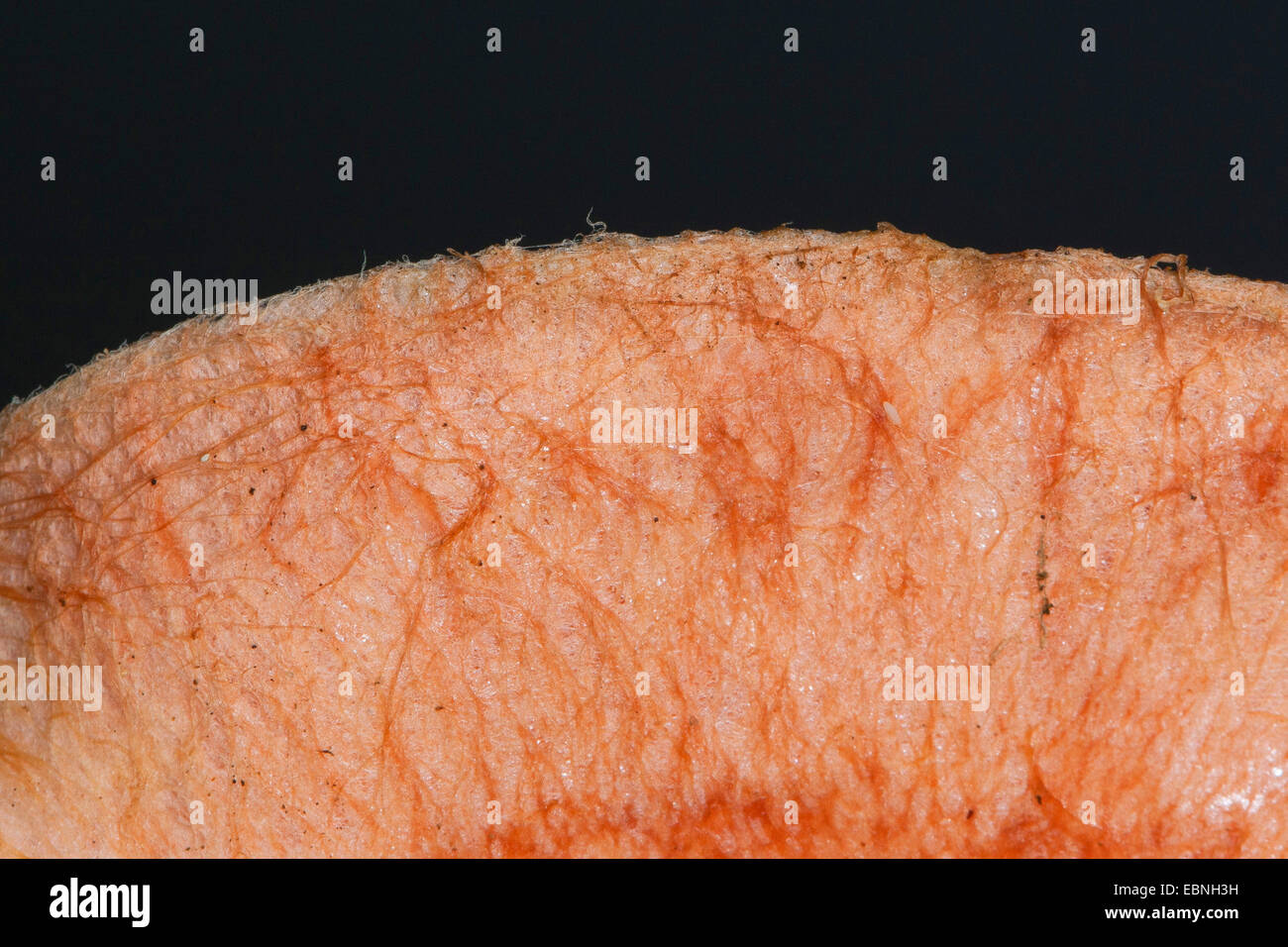 Woolly milkcap, Bearded milkcap (Lactarius torminosus), fringy edge of ...