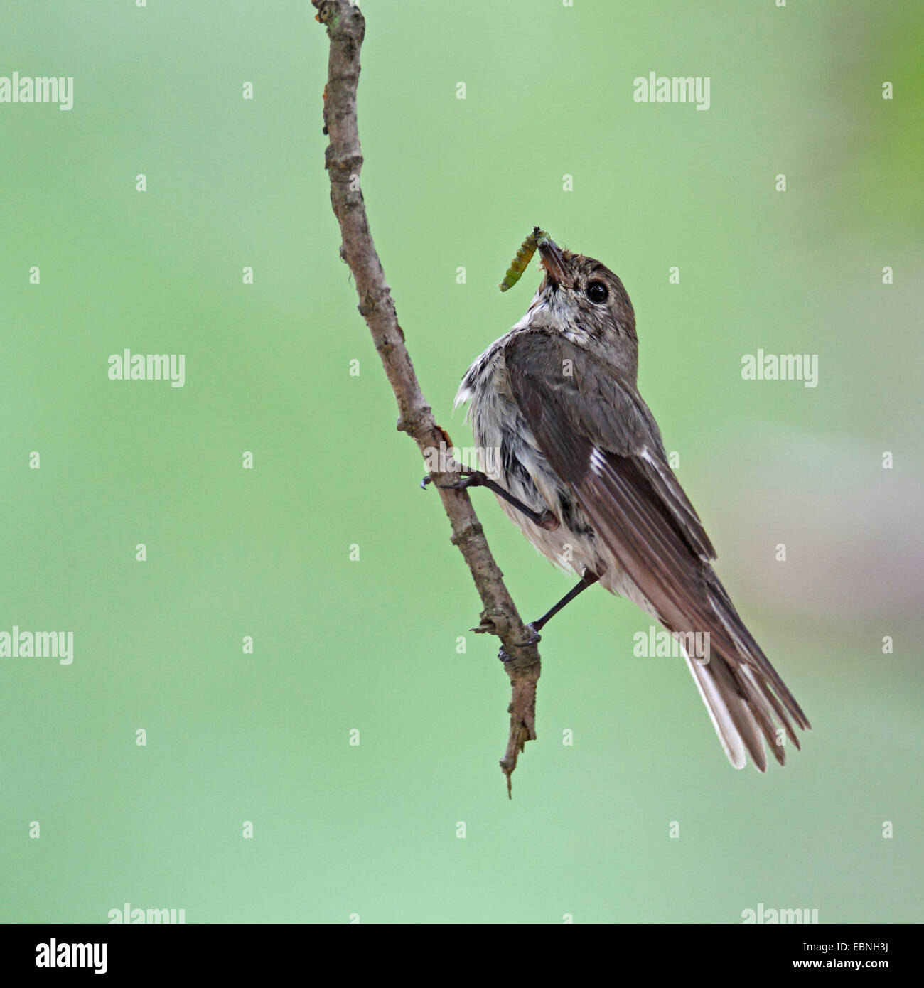 semi-collared flycatcher (Ficedula semitorquata), female with food in ...