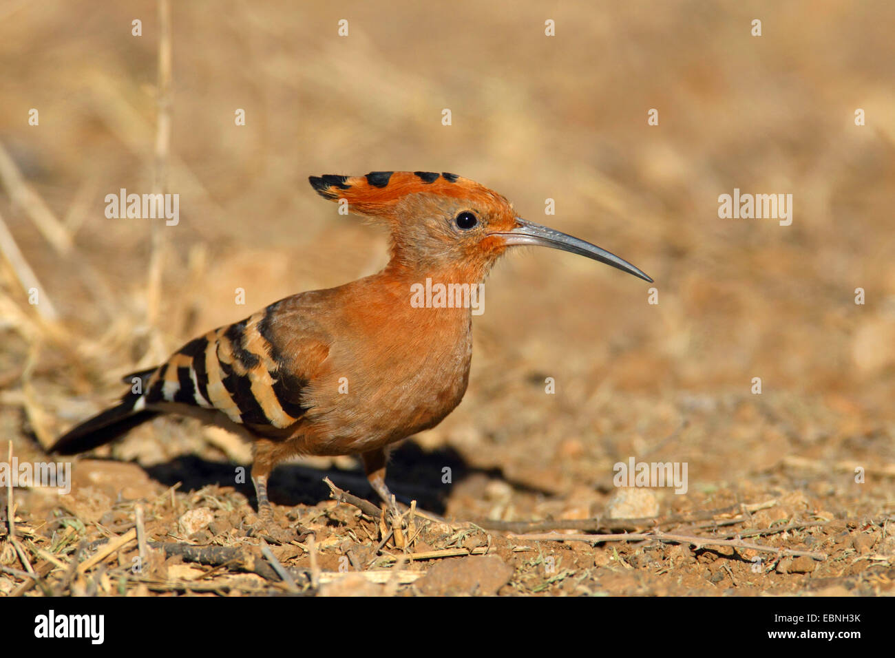African hoopoe (Upupa africana), sitting on the ground, South Africa ...