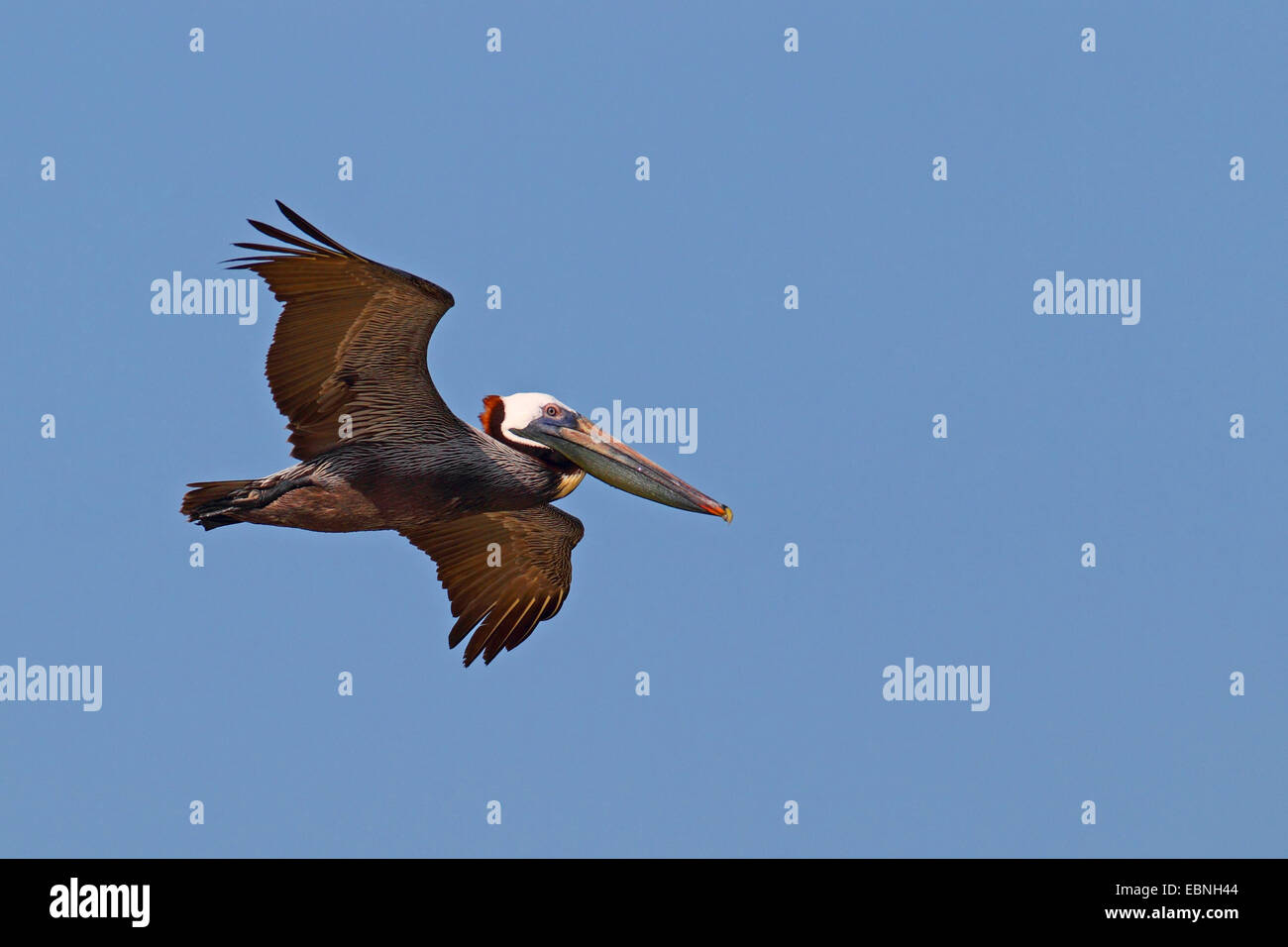 Flying adult bird hi-res stock photography and images - Alamy