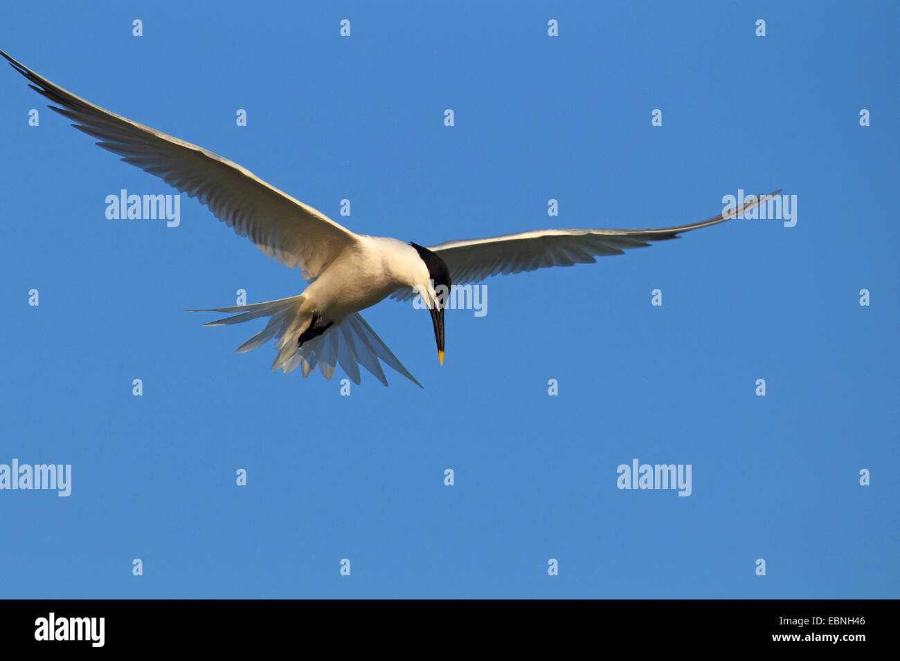 sandwich tern (Sterna sandvicensis, Thalasseus sandvicensis), flying ...