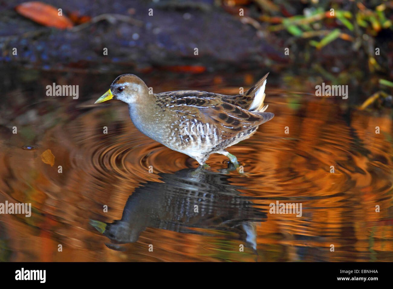 Sora crake (Porzana carolina), looking for food in shallow water, USA ...