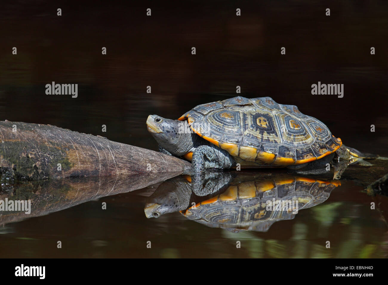 Diamondback turtle hi-res stock photography and images - Alamy