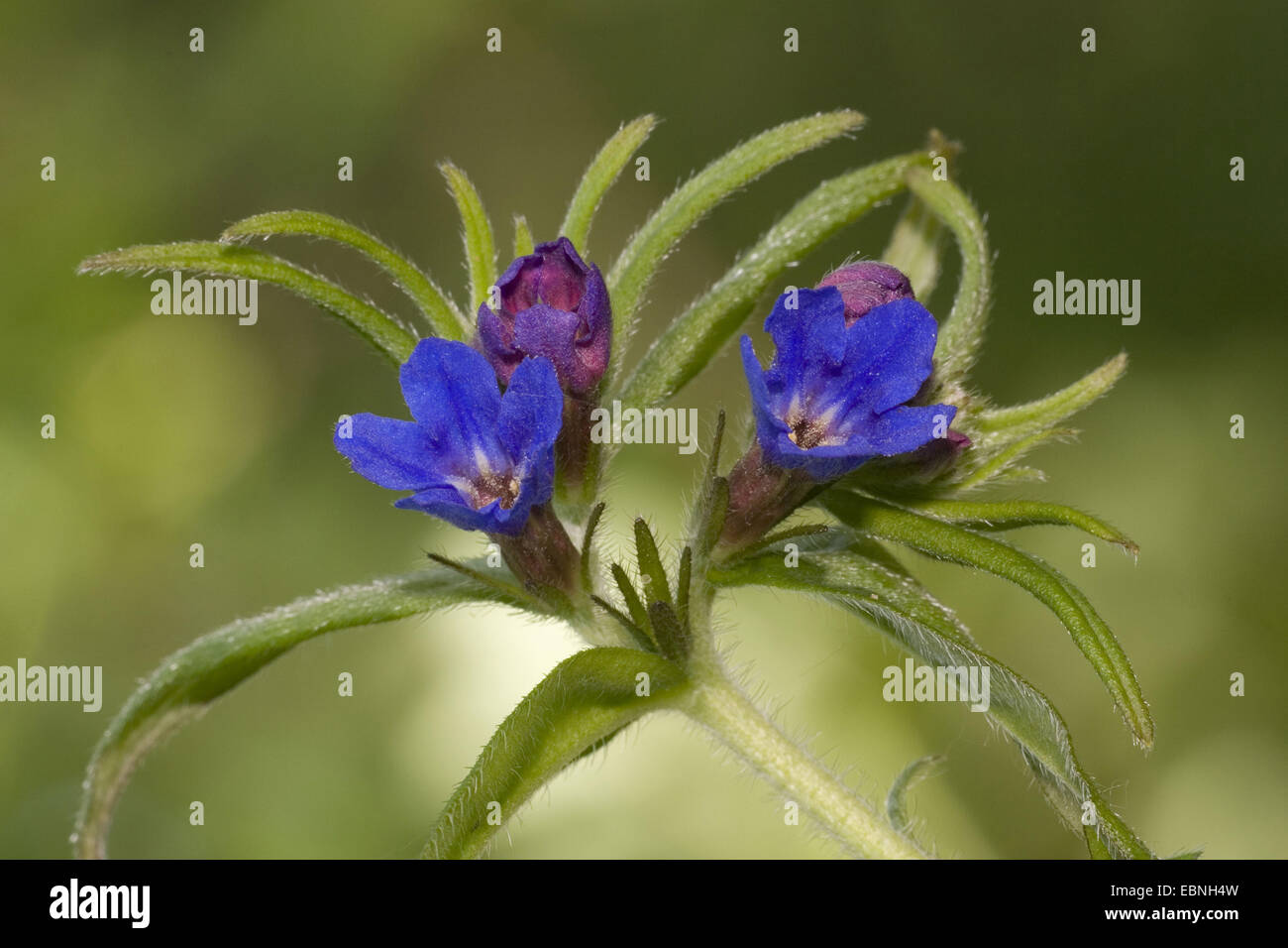 Gromwell herb hi-res stock photography and images - Alamy
